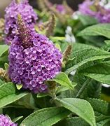 Hawksridge Farms -- Plant Information