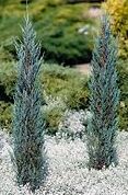 Hawksridge Farms -- Plant Information