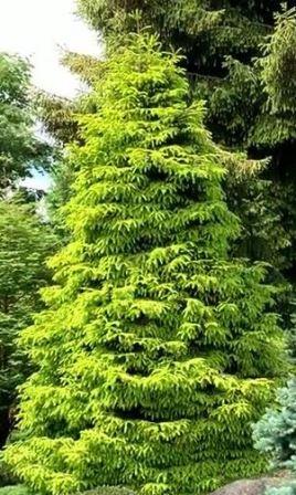 Hawksridge Farms -- Plant Information