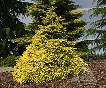 Hawksridge Farms -- Plant Information