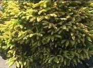 Hawksridge Farms -- Plant Information