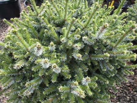 Hawksridge Farms -- Plant Information