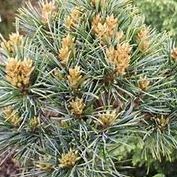 Hawksridge Farms -- Plant Information