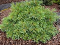 Hawksridge Farms -- Plant Information