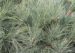 Hawksridge Farms -- Plant Information