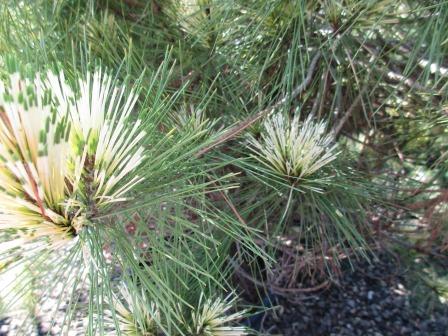 Hawksridge Farms -- Plant Information