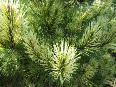 Hawksridge Farms -- Plant Information