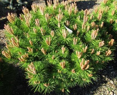 Hawksridge Farms -- Plant Information