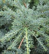 Hawksridge Farms -- Plant Information