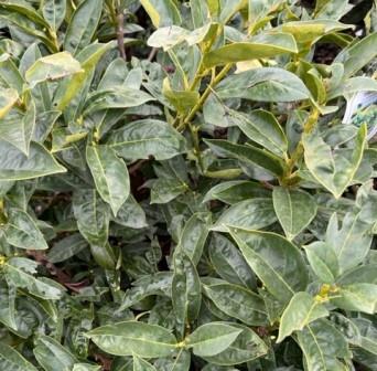 Hawksridge Farms -- Plant Information