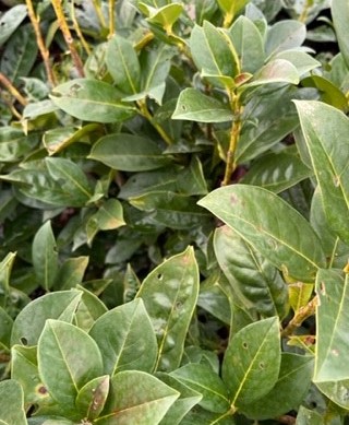 Hawksridge Farms -- Plant Information