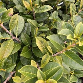 Hawksridge Farms -- Plant Information