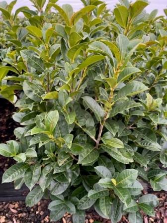 Hawksridge Farms -- Plant Information