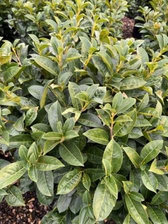 Hawksridge Farms -- Plant Information