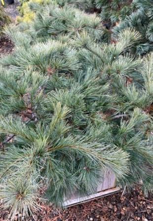 Hawksridge Farms -- Plant Information