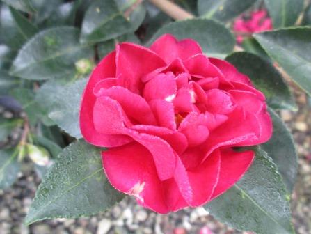 Hawksridge Farms -- Plant Information