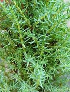 Hawksridge Farms -- Plant Information