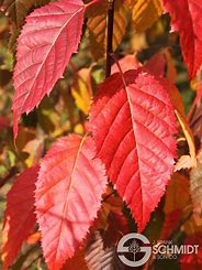 Hawksridge Farms -- Plant Information