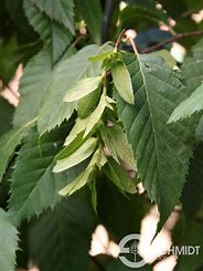 Hawksridge Farms -- Plant Information