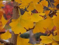 Hawksridge Farms -- Plant Information