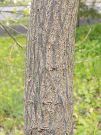 Hawksridge Farms -- Plant Information