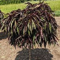 Hawksridge Farms -- Plant Information