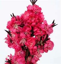 Hawksridge Farms -- Plant Information