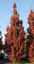 Hawksridge Farms -- Plant Information