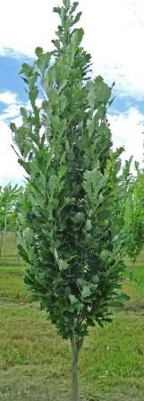 Hawksridge Farms -- Plant Information