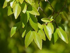 Hawksridge Farms -- Plant Information