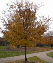 Hawksridge Farms -- Plant Information