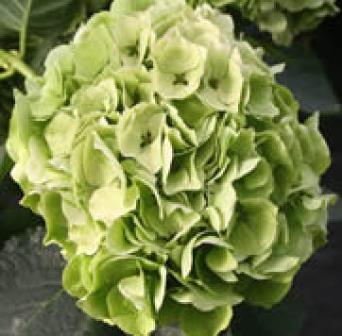 Hawksridge Farms -- Plant Information