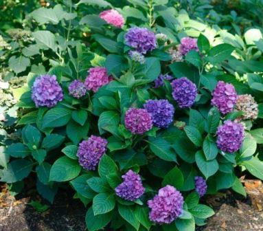 Hawksridge Farms -- Plant Information