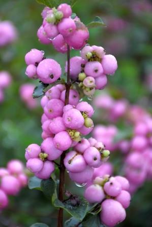 Hawksridge Farms -- Plant Information