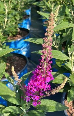 Hawksridge Farms -- Plant Information