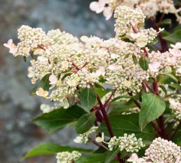 Hawksridge Farms -- Plant Information