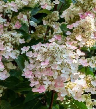 Hawksridge Farms -- Plant Information