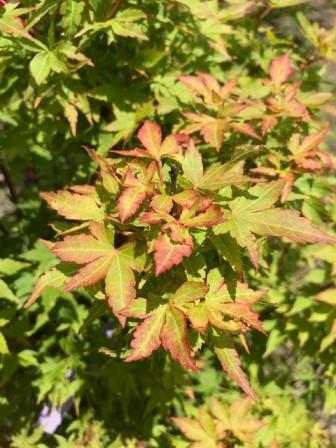 Hawksridge Farms -- Plant Information