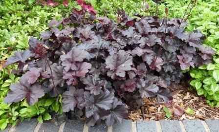 Hawksridge Farms -- Plant Information