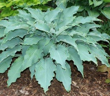 Hawksridge Farms -- Plant Information