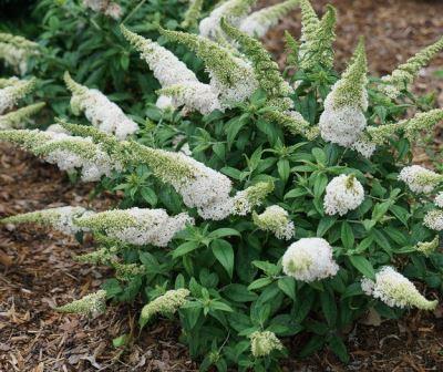 Hawksridge Farms -- Plant Information