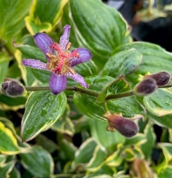 Hawksridge Farms -- Plant Information