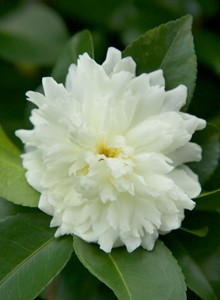 Hawksridge Farms -- Plant Information