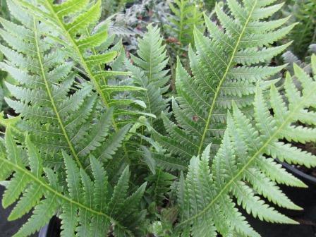 Hawksridge Farms -- Plant Information