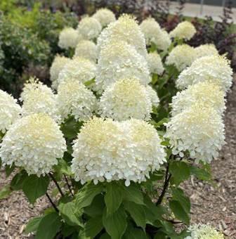 Hawksridge Farms -- Plant Information