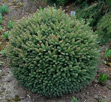 Hawksridge Farms -- Plant Information