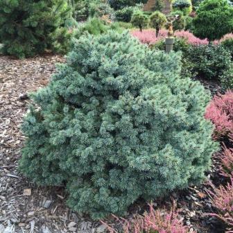 Hawksridge Farms -- Plant Information