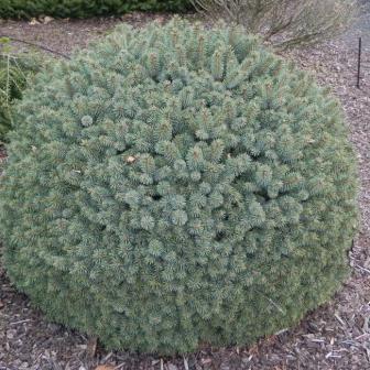 Hawksridge Farms -- Plant Information