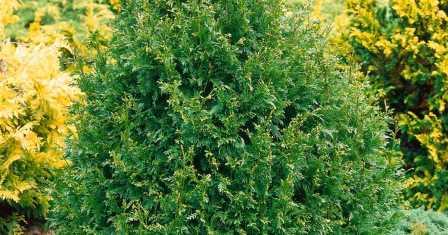 Hawksridge Farms -- Plant Information