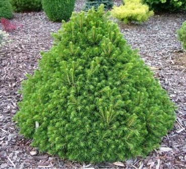 Hawksridge Farms -- Plant Information